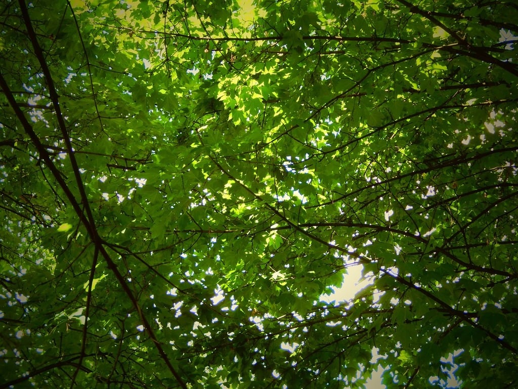 Trees in Tribute – Providence Neighborhood Planting Program